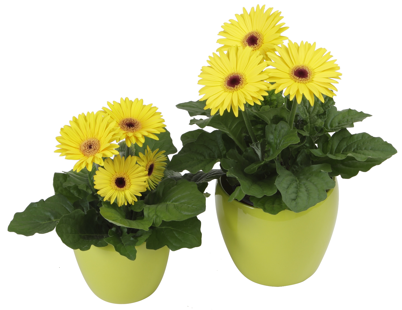 Do kvetináčov: GERBERA JAMESONII, MEGA REVOLUTION YELLOW DARK EYE, 1000 ... Do kvetináčov: GERBERA JAMESONII, MEGA REVOLUTION YELLOW DARK EYE, 1000 ...